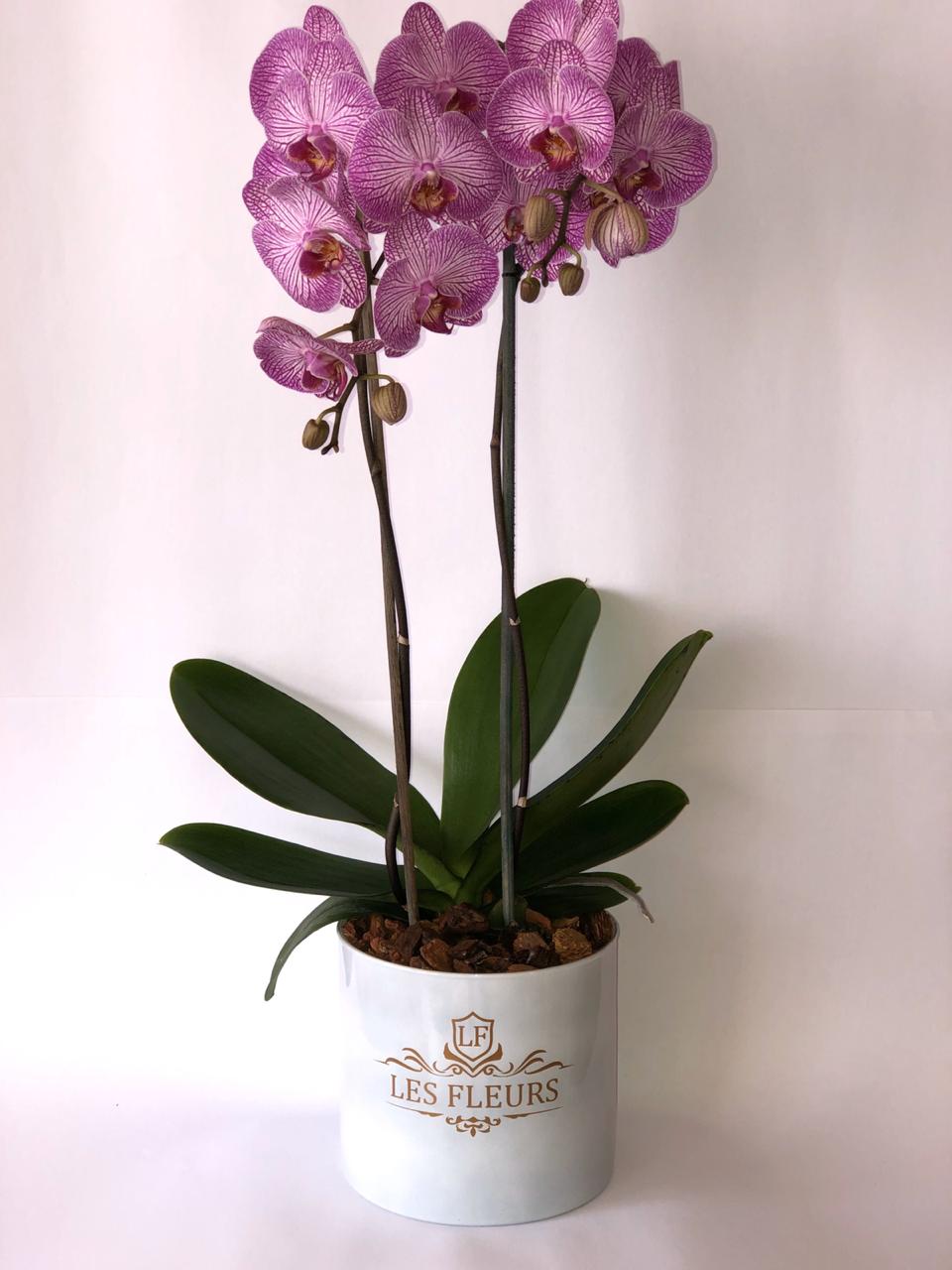 Les Fleurs Envía flores | Días especiales, cumpleaños, aniversarios...